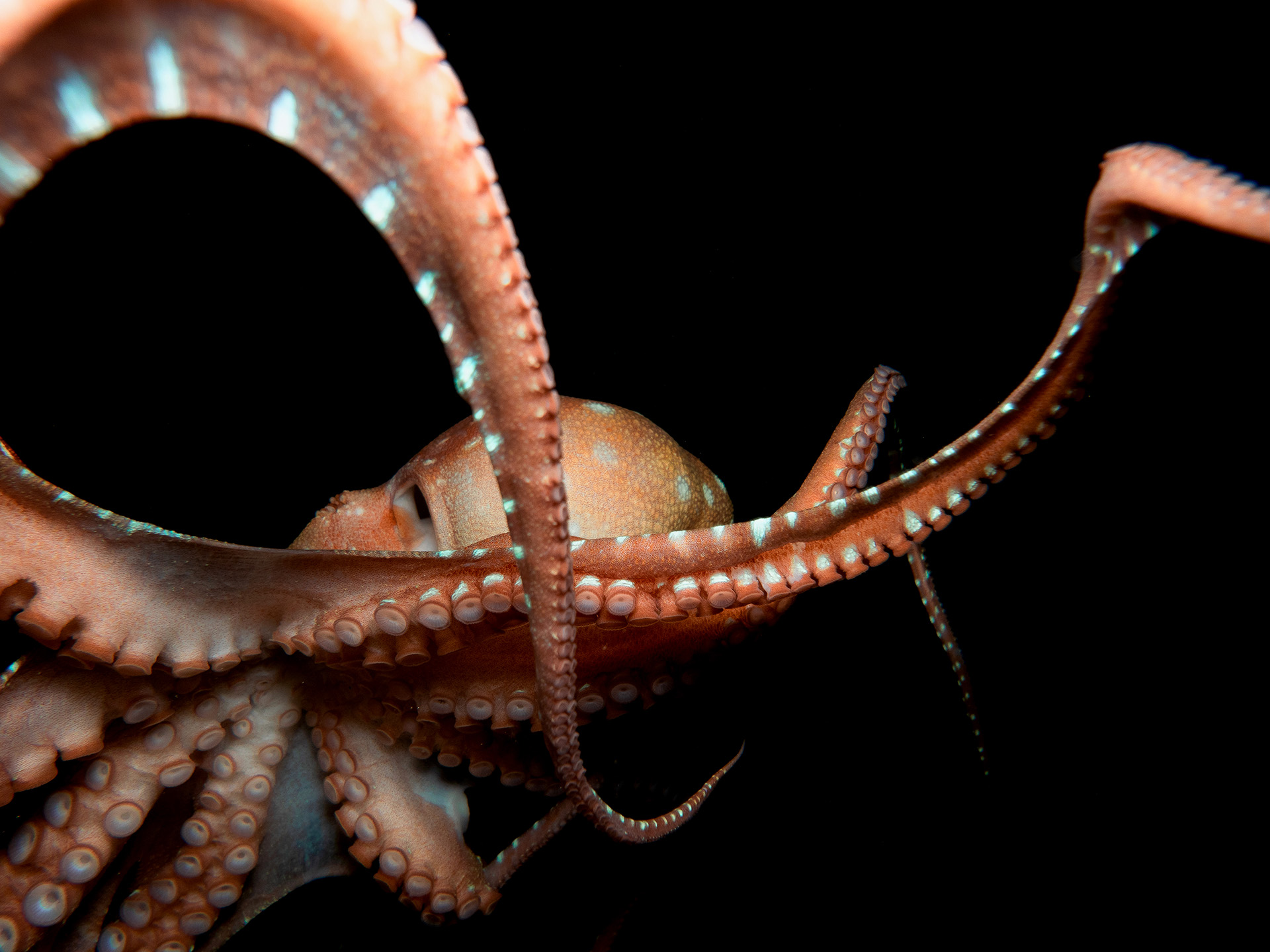 Leader to Leader: Becoming an Octopus Organization | Jonathan Brill
